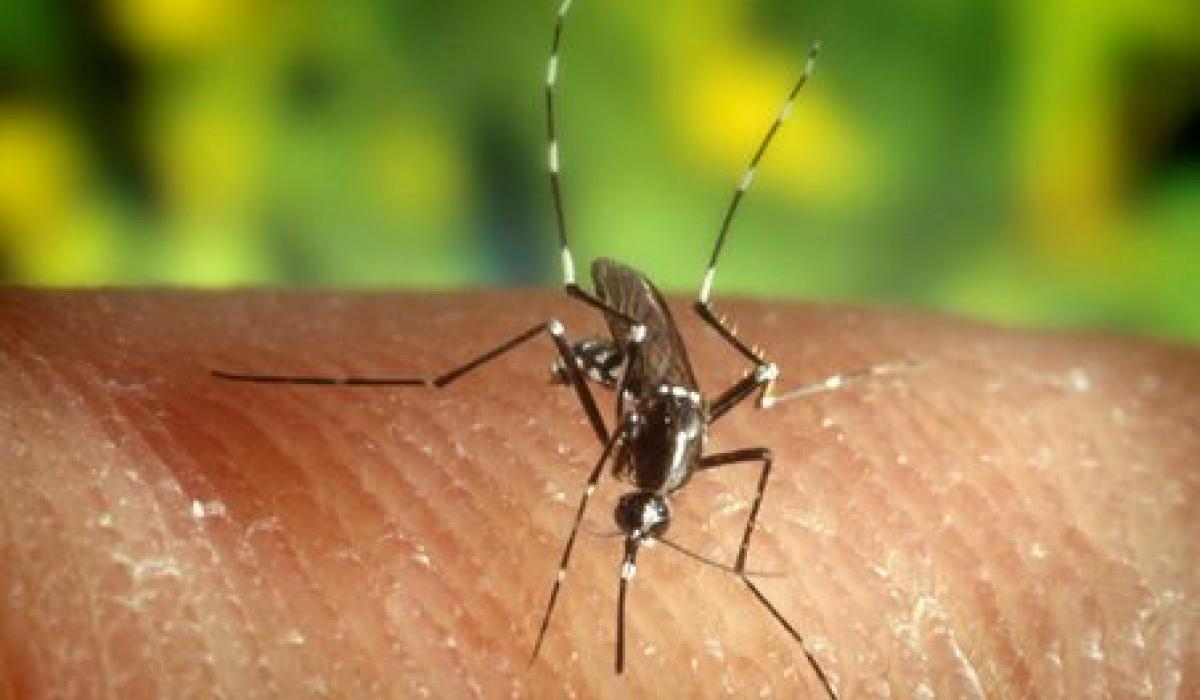 Anoph. quadrimaculatus | Scientists Against Malaria Anoph. quadrimaculatus | Scientists Against Malaria